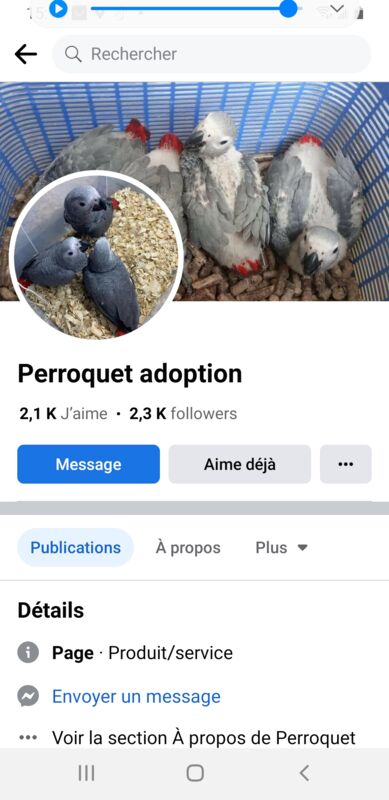 Perroquet A Adopter Gratuitement